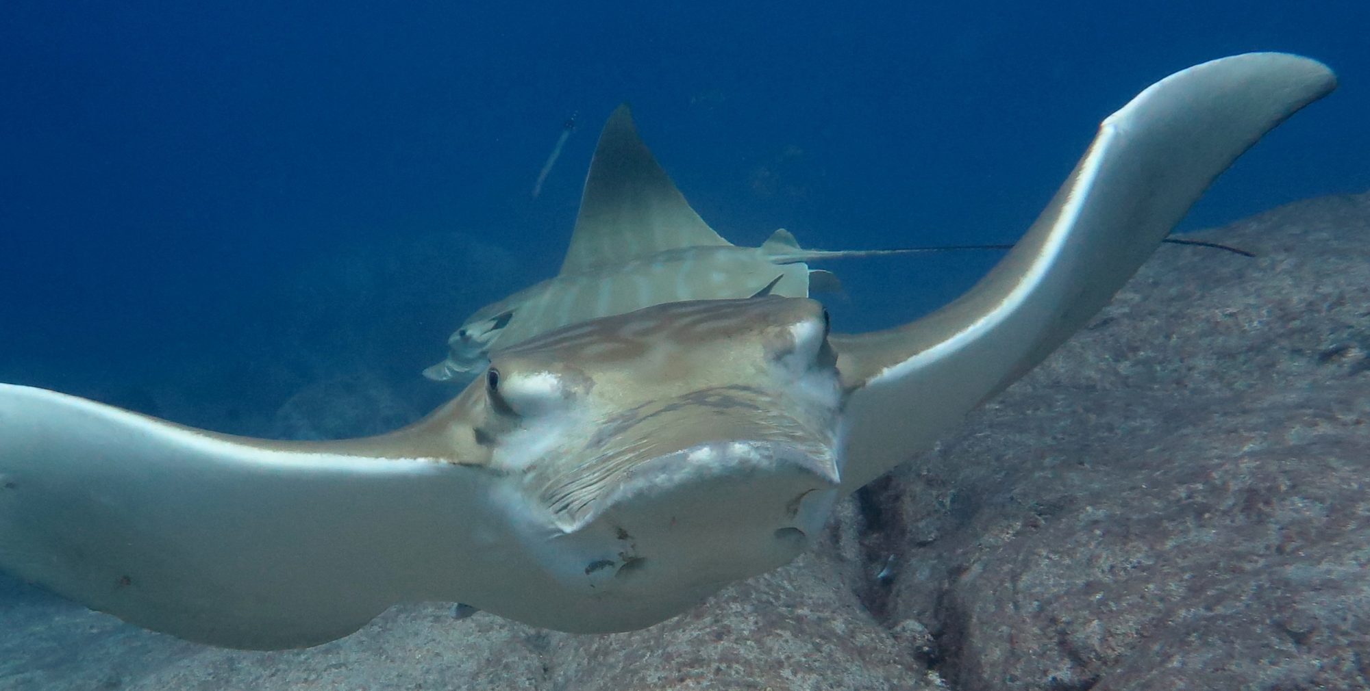 Tauchen Teneriffa Süd mit Martin Majewski